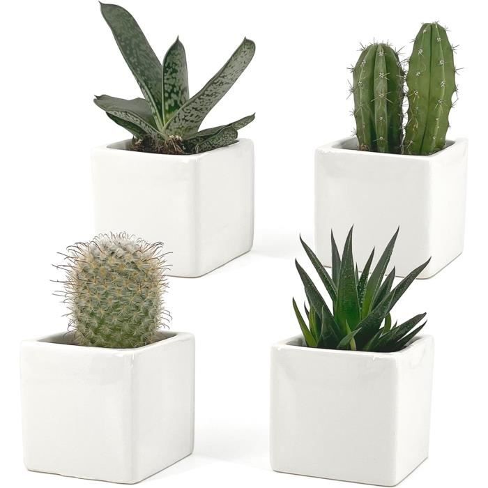 Pots Carrés en Céramique pour Plantes Succulentes TRAHOO Carré
