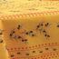 Nappe Anti Taches Olivettes Jaune Taille Rectangle 150x240 Cm