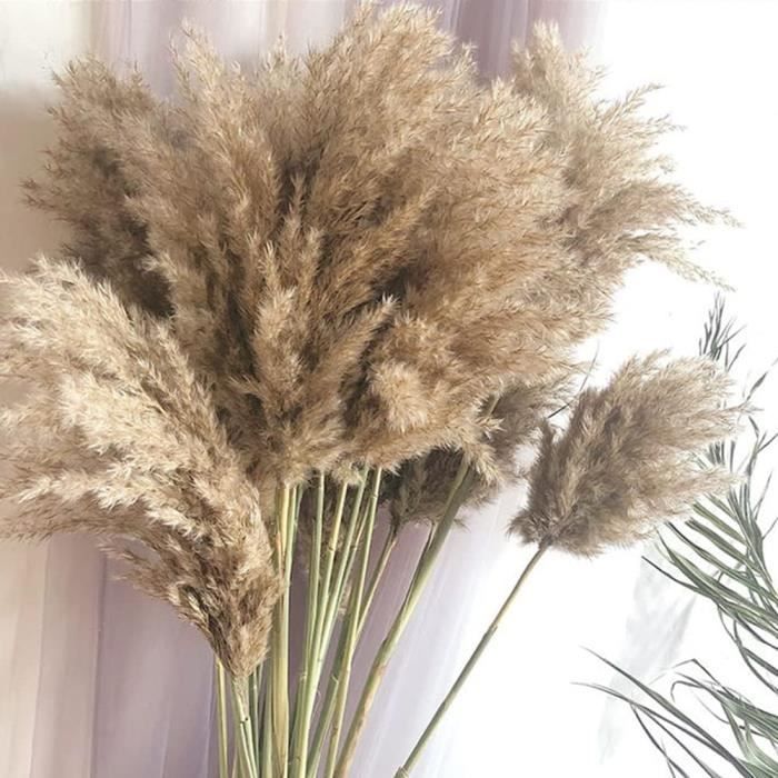20Pcs Dherbe De Pampa Grande 30 40Cm Herbe De Pampa Naturelle
