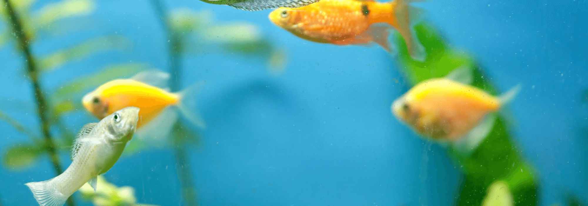 Comment bien choisir son aquarium ? - Cdiscount