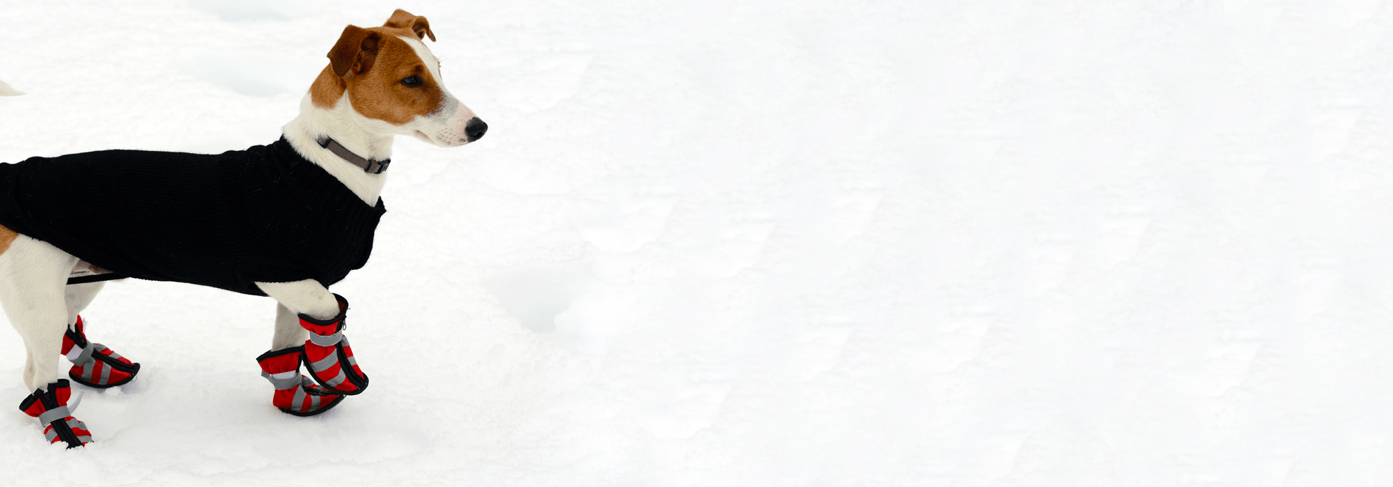 Comment choisir des chaussures pour chien ? - Cdiscount