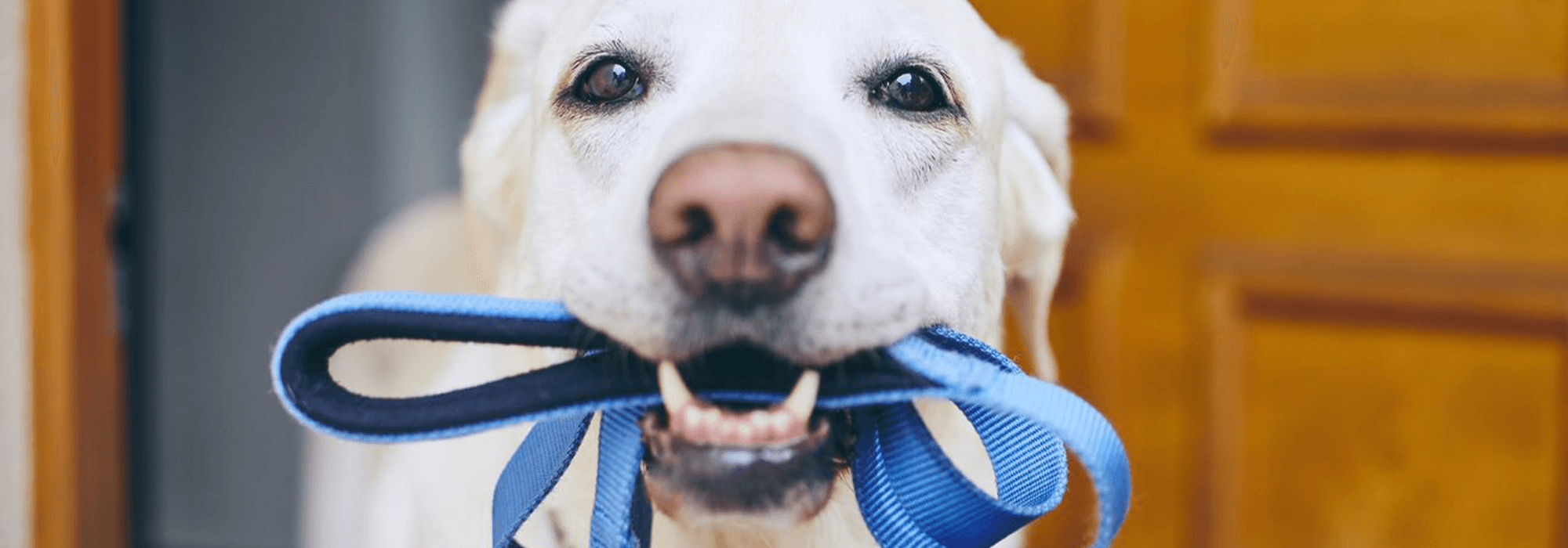 Comment bien choisir un collier d’éducation pour son chien ? - Cdiscount