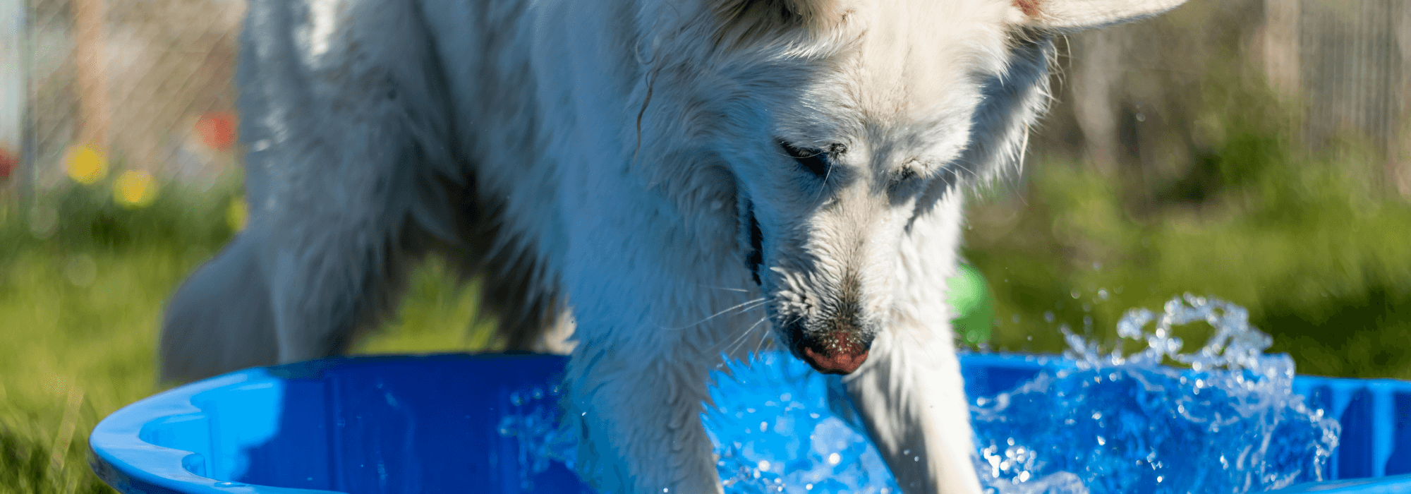 Comment choisir sa piscine pour chien ? - Cdiscount