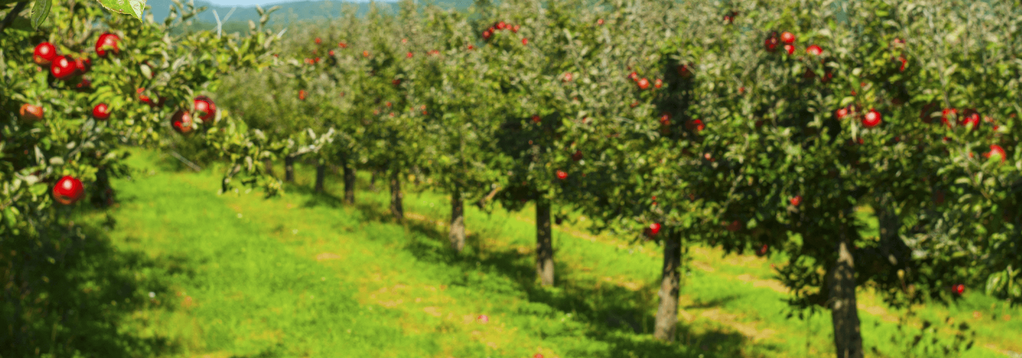 Comment créer un verger ? - Cdiscount