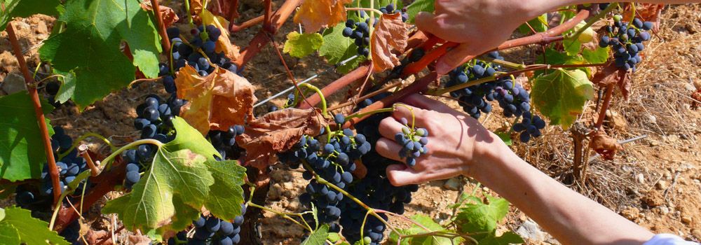 Comment récolter de belles grappes de raisins ? - Cdiscount