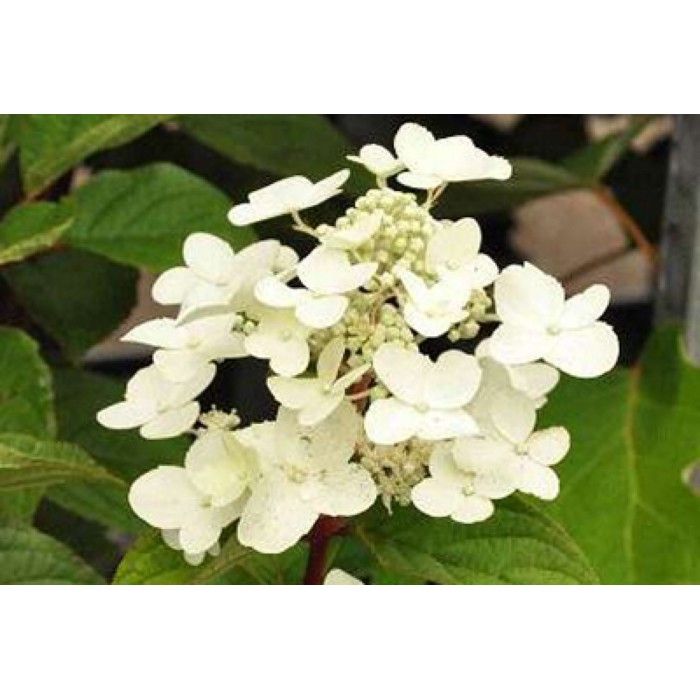 Hydrangea pan. 'Wim's RedÂ®' - Hydrangea Paniculata 40- 50 cm en pot ...