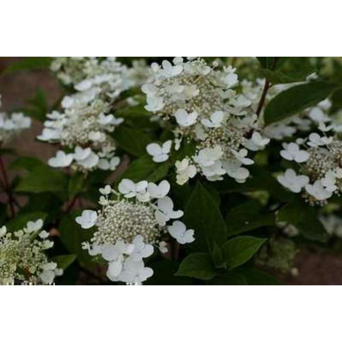 Hydrangea pan. 'Wim's RedÂ®' - Hydrangea Paniculata 40- 50 cm en pot ...