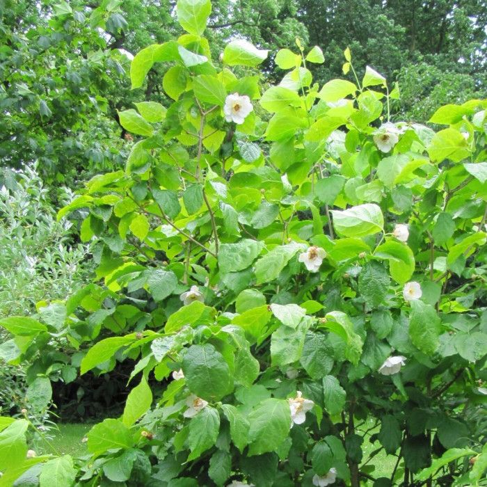 Arbre aux anémones Venus®, Calycanthus - Cdiscount Jardin