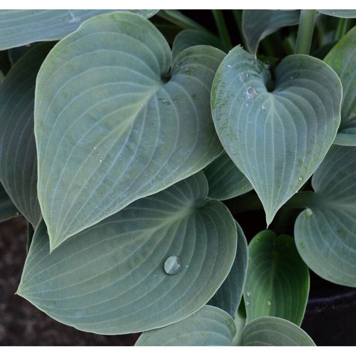 Hosta Bressingham Blue - Cdiscount Jardin