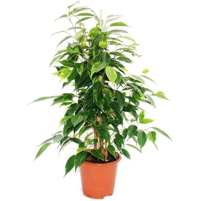 Ficus"Anastasia" - Feuilles Vert Clair - 1 Plante - Facile D'Entretien ...
