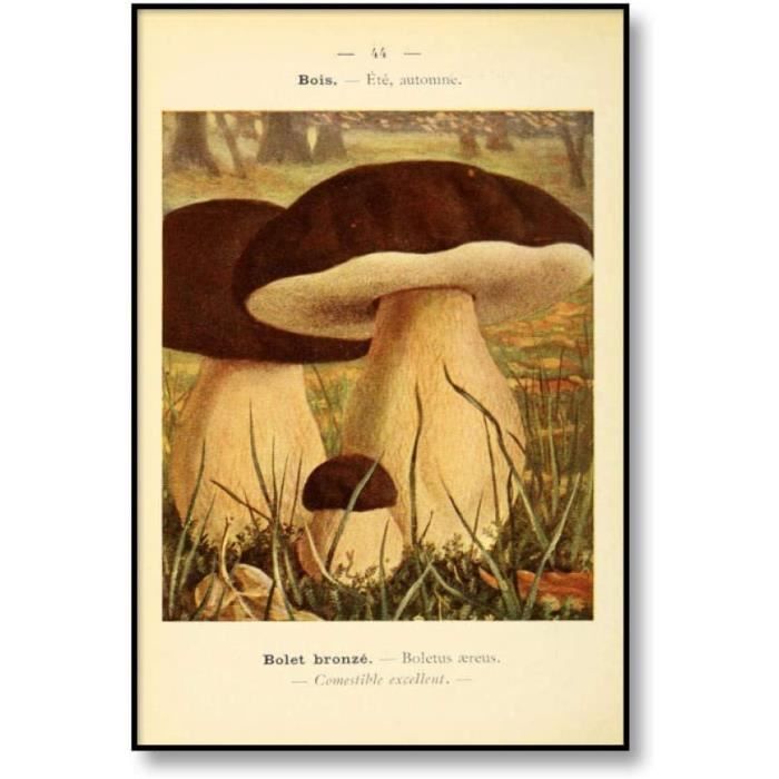 Affiche Éducative Botanique Champignons Champignons Identification ...