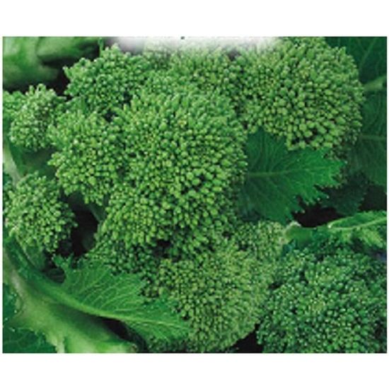 4000 C.ca Graines de broccoletto ou de navet à 90 ° Fasano Natalina ...