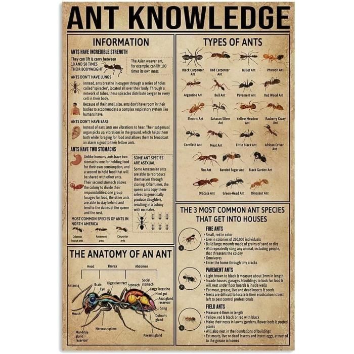 Affiche Rétro En Étain « L'Anatomie De La Fourmis », Décoration Murale ...