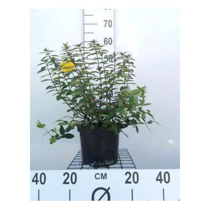 Hypericum dummeri 'Peter dummer' - Millepertuis 'Peter Dummer' 30- 40 ...