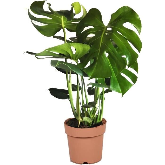 Plant in a Box - Monstera Deliciosa XL - Lierre du Diable - Monstera ...