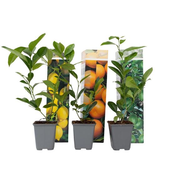 Mélange de citrons - Set de 3 - Citrus limon - Hauteur 25-40cm - d9cm ...