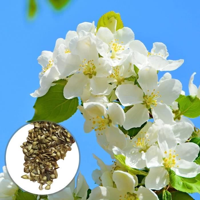 25 Pièces-Sac Jardin Graines De Bégonia Aménagement Paysager Vivace ...