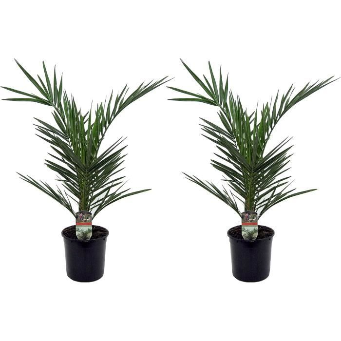 Phoenix Canariensis - Palme Exterieur - Set De 2 Pot 15Cm - Hauteur 50 ...