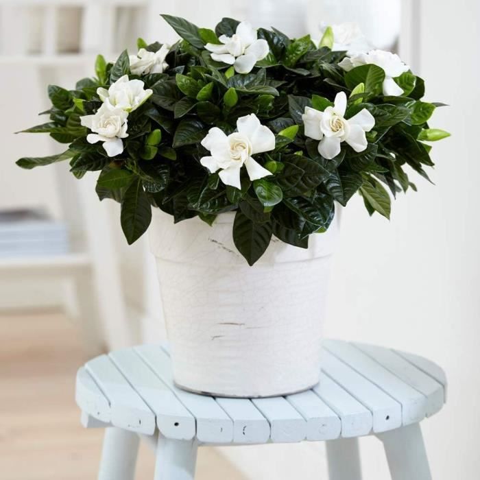 WEYE-Gardenia Jasminoides Jasmin du Cap Plante d'intérieur odorante ...