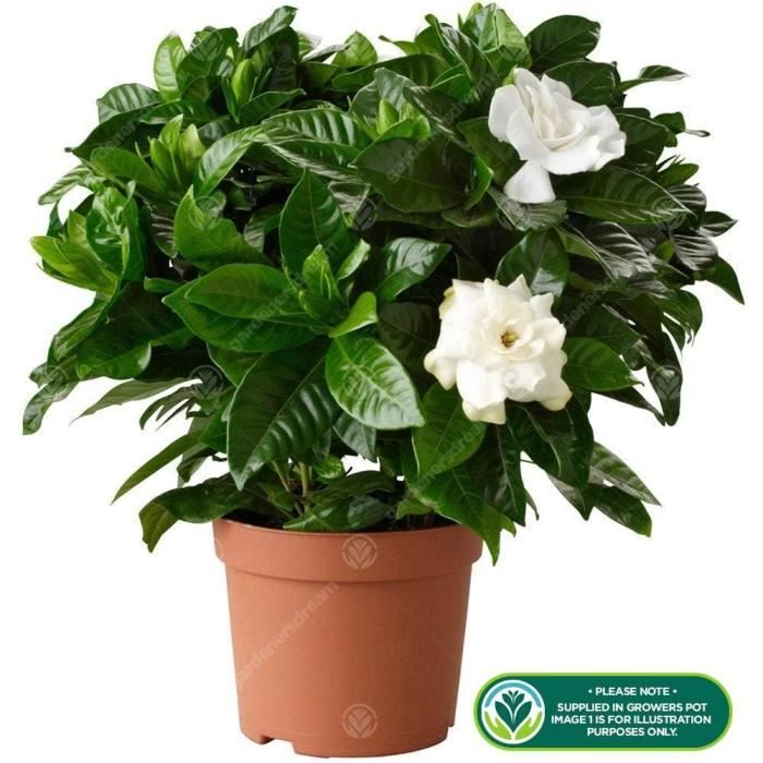 WEYE-Gardenia Jasminoides Jasmin du Cap Plante d'intérieur odorante ...