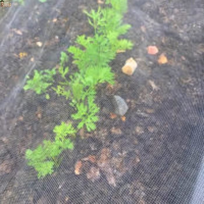 Filet anti-insectes et anti-o aux - Protection contre les parasites ...