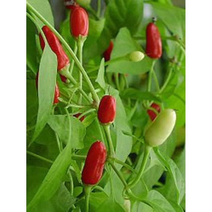Piment 'Fireworks' (Capsicum Annuum) Env. 10 Semences - Cdiscount Jardin