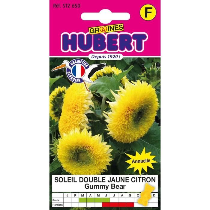 15 Graines De Soleil Double Jaune Citron Gummy Bear[z2796] - Cdiscount ...