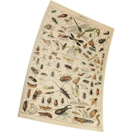 Insects Insectes Flying Bugs Cottagecore Room Decor Tableau Rétro ...