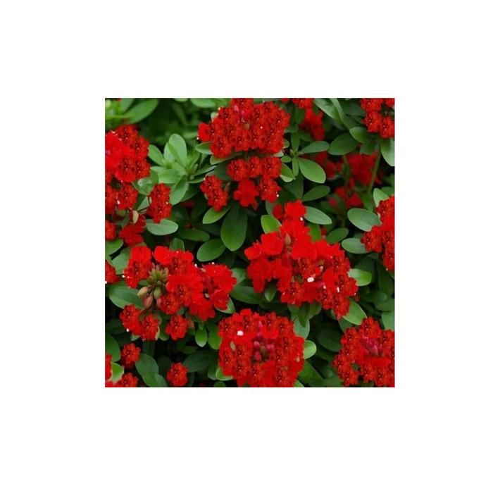 1000 Graines de Thym Rampant Vivace Couvre-Sol Aromatique Non-OGM ...