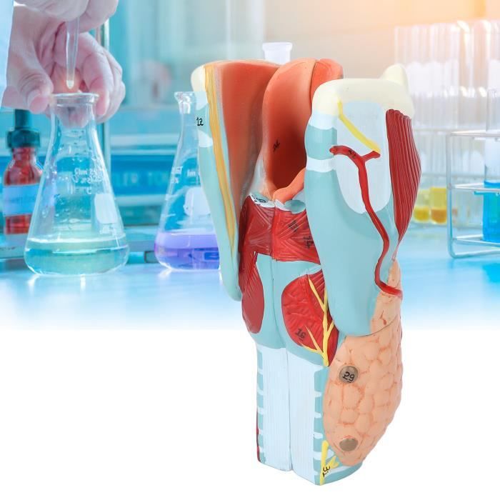 GOO Modèle de gorge humaine agrandie 2X Modèle d'enseignement de la ...