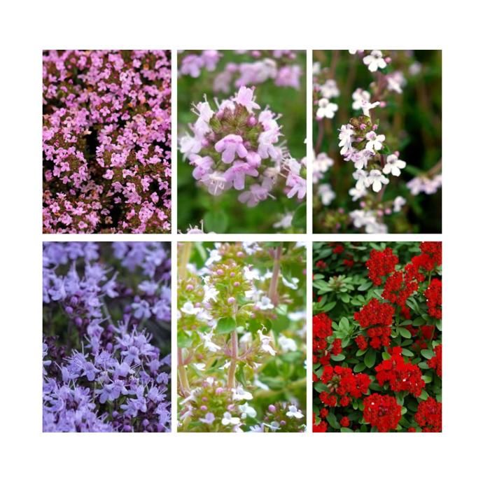 1000 Graines de Thym Rampant Vivace Couvre-Sol Aromatique Non-OGM ...