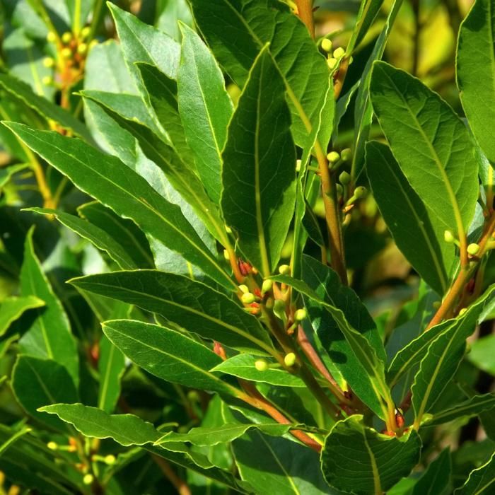 Laurier du Portugal Angustifolia - Prunus lusitanica Angustifolia 40cm ...