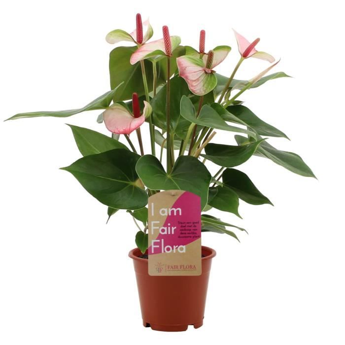 Plante d'intérieur – Anthurium amalia elegance – Hauteur: 40 cm XB10 ...