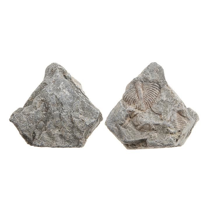 PIERRE VENDUE SEULE,--Trilobite fossile queue fossile, 1 pièce, fossile ...