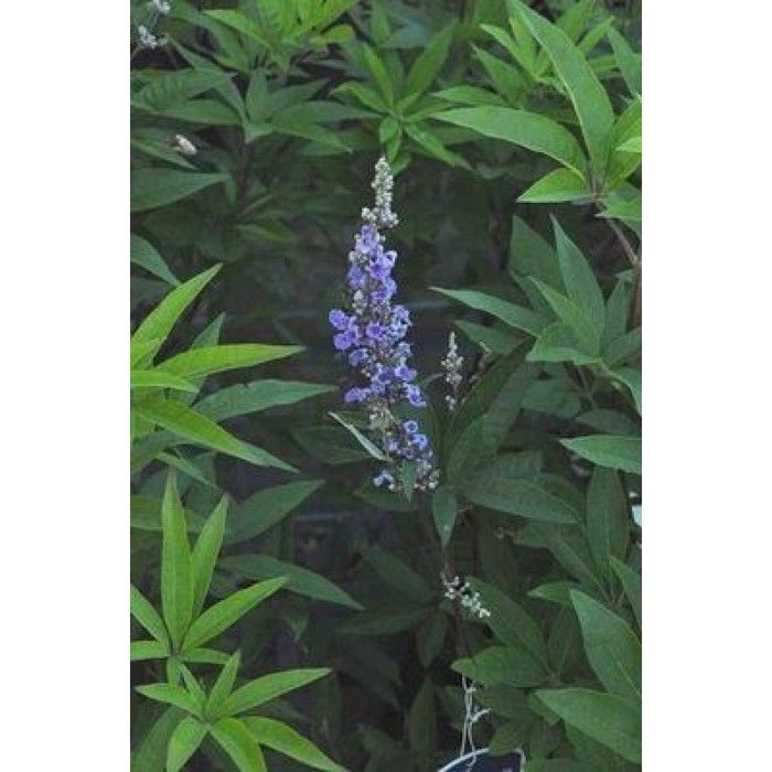 Vitex agnus-castus 'Latifolia' - Poivre Des Moines, Arbre Au Poivre 30 ...