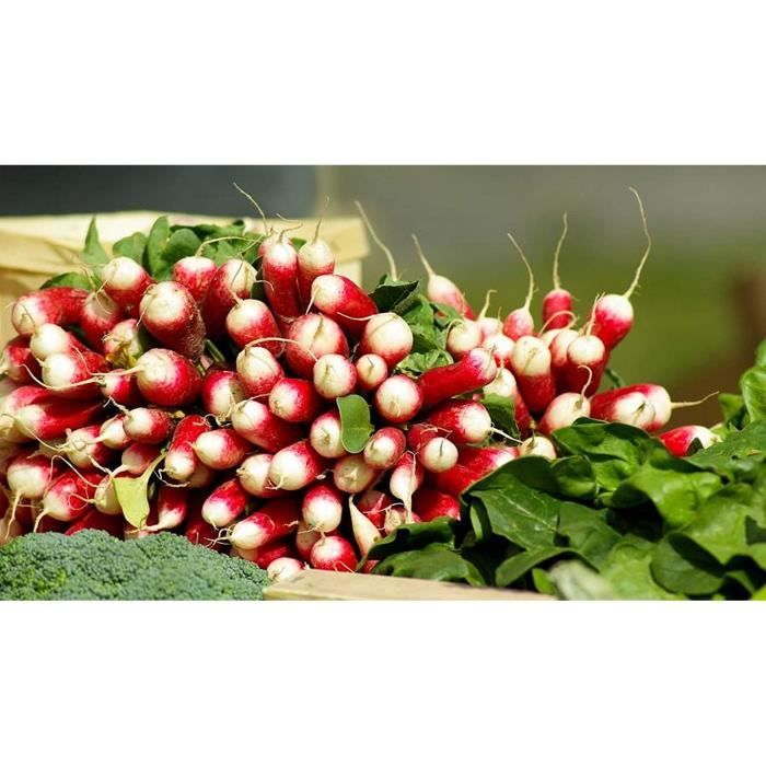 300 Graines De Radis Demi-Long - Légumes Jardin - Semences Paysannes ...