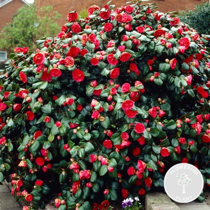 Rosier Buisson Persistant
