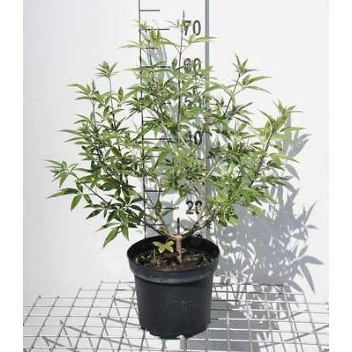 Vitex agnus-castus - Poivre Des Moines, Arbre Au Poivre 30- 40 cm en ...