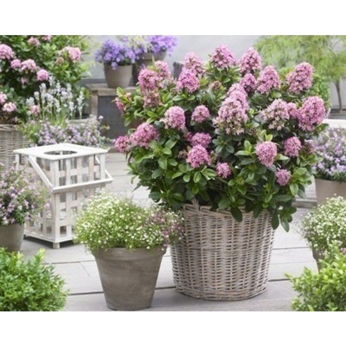 Escallonia laev. 'Pink Elle'® - Escallonia 60- 80 cm en pot - Cdiscount ...