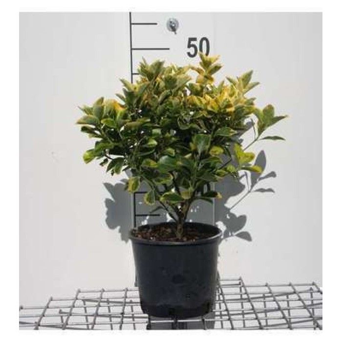 Euonymus jap. 'Aureomarginatus' ( 'el. aureus') - Fusain Du Japon 40 ...