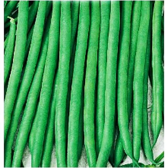 Graines De Haricot Rouge Xera Mangeur - Légumes - Phaseolus Vulgaris ...