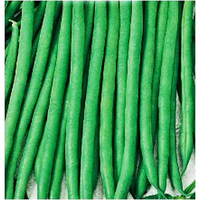 Graines De Haricot Rouge Xera Mangeur - Légumes - Phaseolus Vulgaris ...