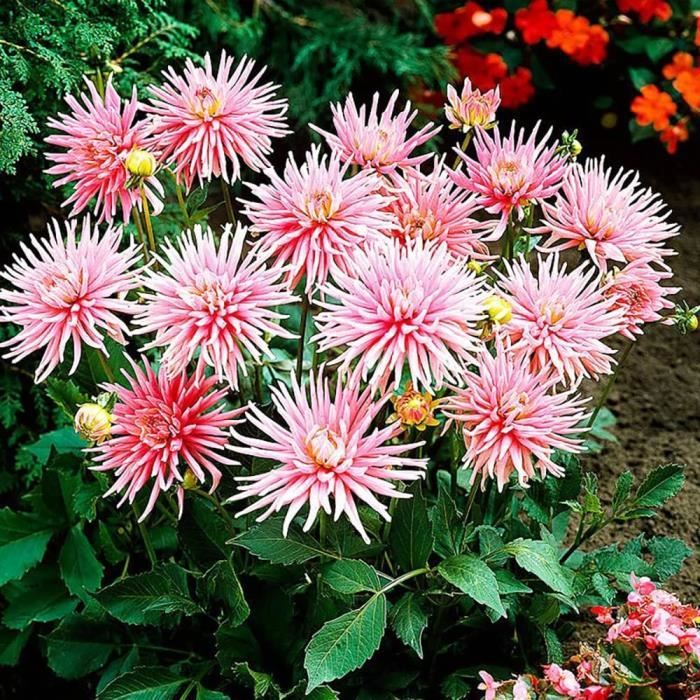 3pcs Rose Dahlia Bulbes Heirloom Dahlia Tubercules pour Planter ...