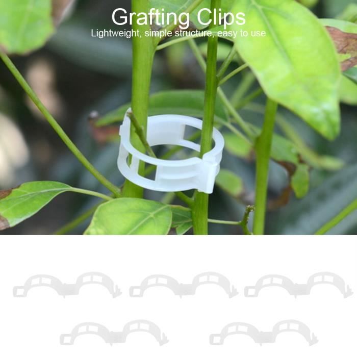 Clips de greffage en plastique pour légumes et fruits - FDIT - 100 Pcs - Blanc - 2 ans de ...