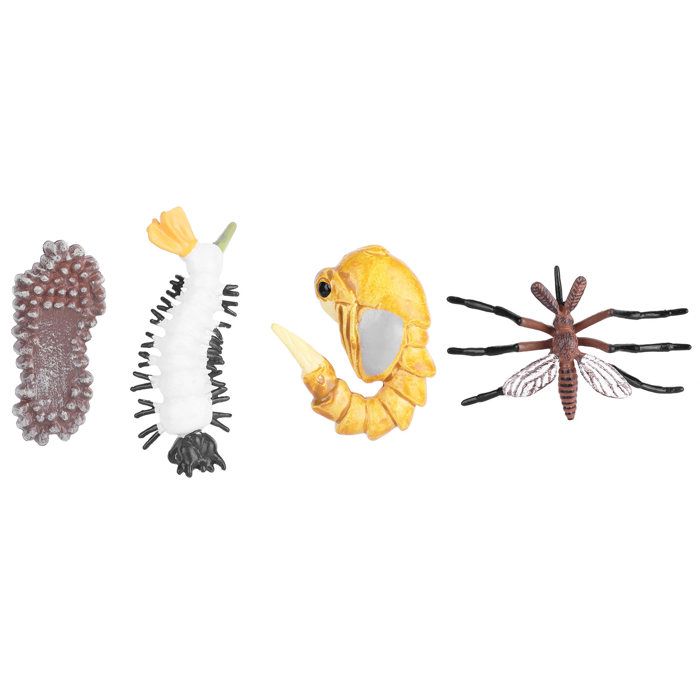 Figurines du Cycle de Vie des Insectes Jouet Modèle de Croissance de ...
