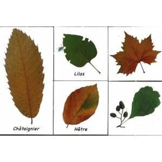 BETULA - Mémo nature feuilles ( ARP-2178 ) - Cdiscount Jeux - Jouets