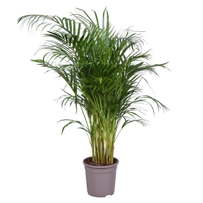 Plante d'intérieur – Palmiste multipliant – Hauteur: 110 cm X128 ...