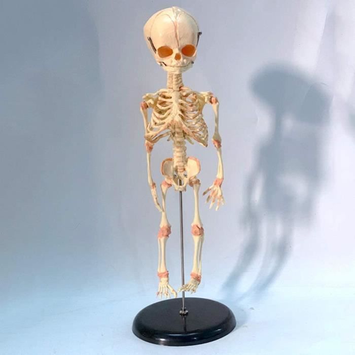 Squelette Humain Enfant 35cm Squelette Humain Anatomie Squelette ...