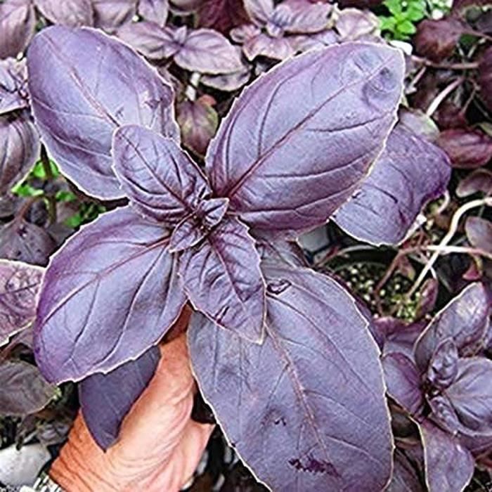 LI-100Pièces Graines d'herbes Graines de basilic violet Couleurs ...