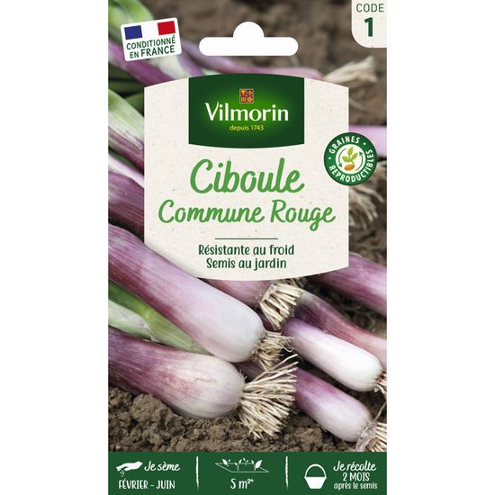 Ciboule Commune Rouge - Cdiscount Jardin